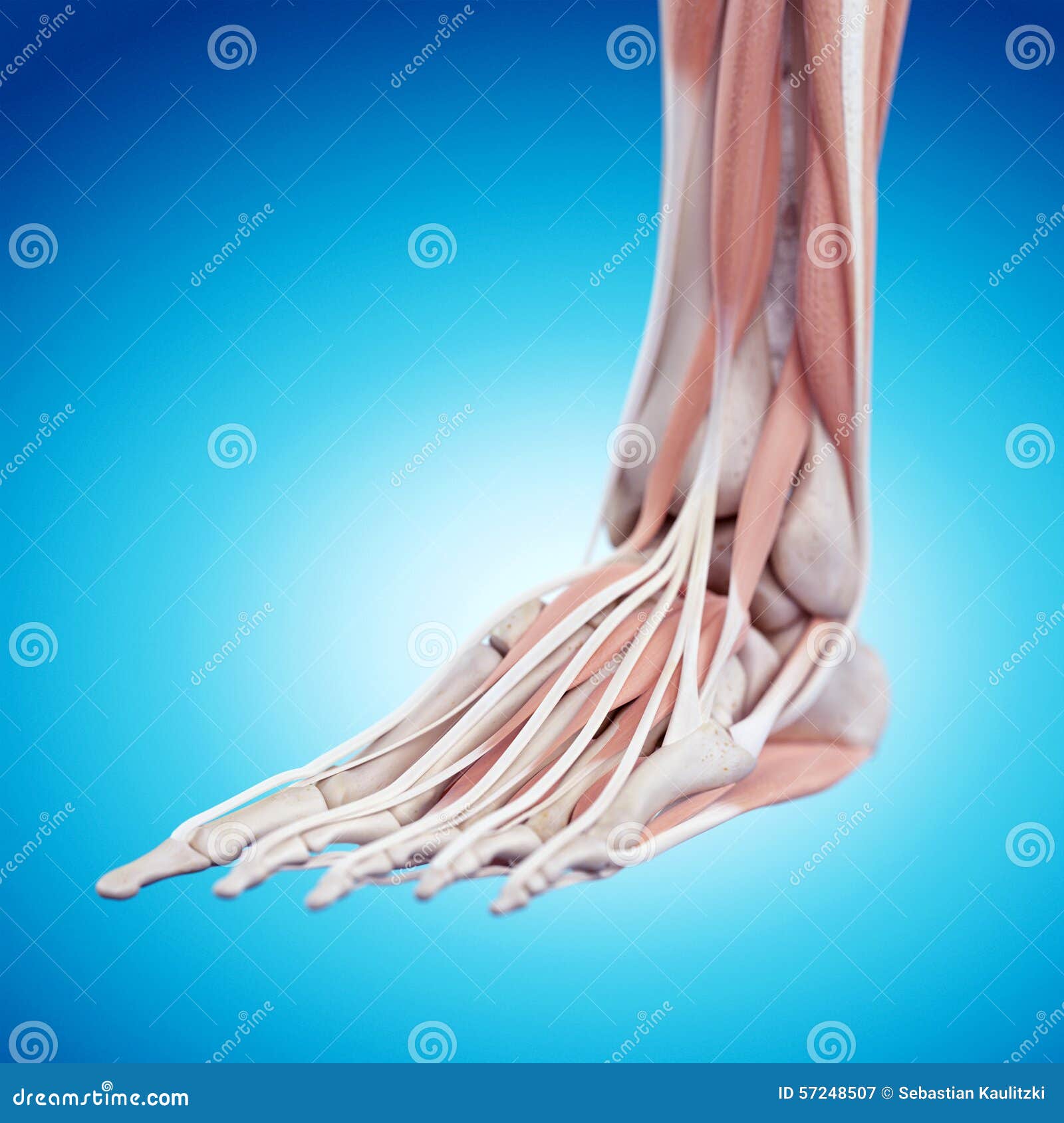 Die Fußanatomie stock abbildung. Illustration von knöchel - 57248507