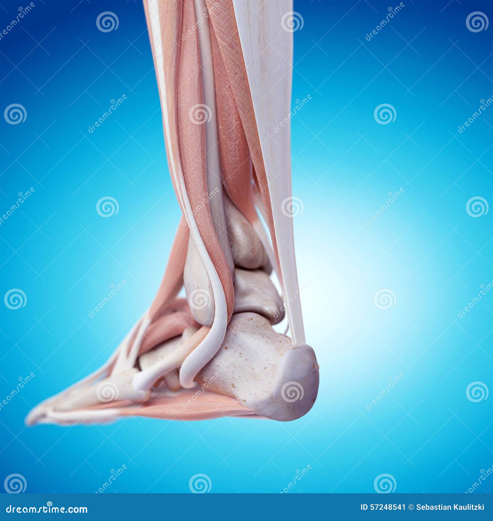 Die Fußanatomie stock abbildung. Illustration von knöchel - 57248541