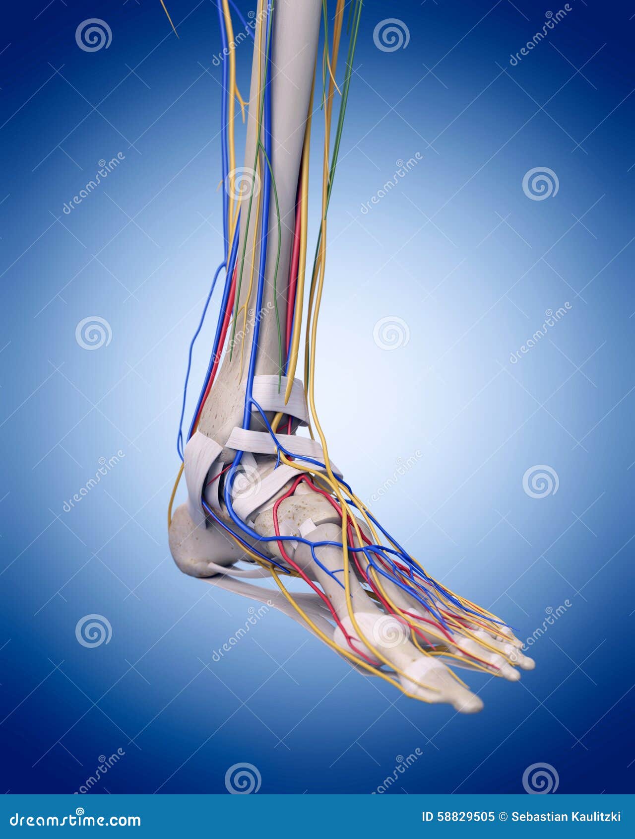 Die Fußanatomie stock abbildung. Illustration von wissenschaft - 58829505