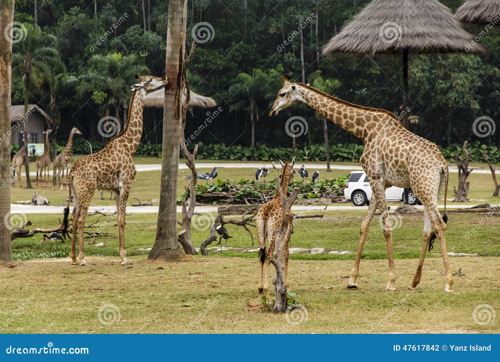 Die Giraffe stockfoto. Bild von bunt, hoch, leistung - 47617842