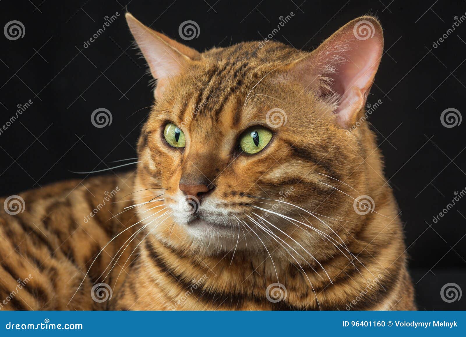 Die Gold-Bengal-Katze Auf Schwarzem Hintergrund Stockfoto - Bild von ...