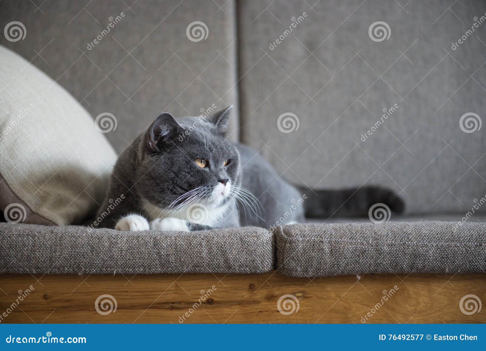 Die Graue Katze, Die Auf Dem Sofa Liegt Stockbild - Bild von tiere ...