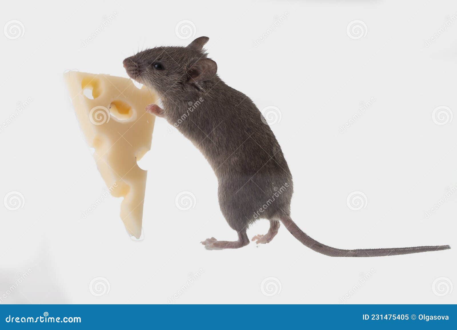 Die Graue Maus Wurde Vor Einem Hellen Hintergrund Dicht Gedreht ...