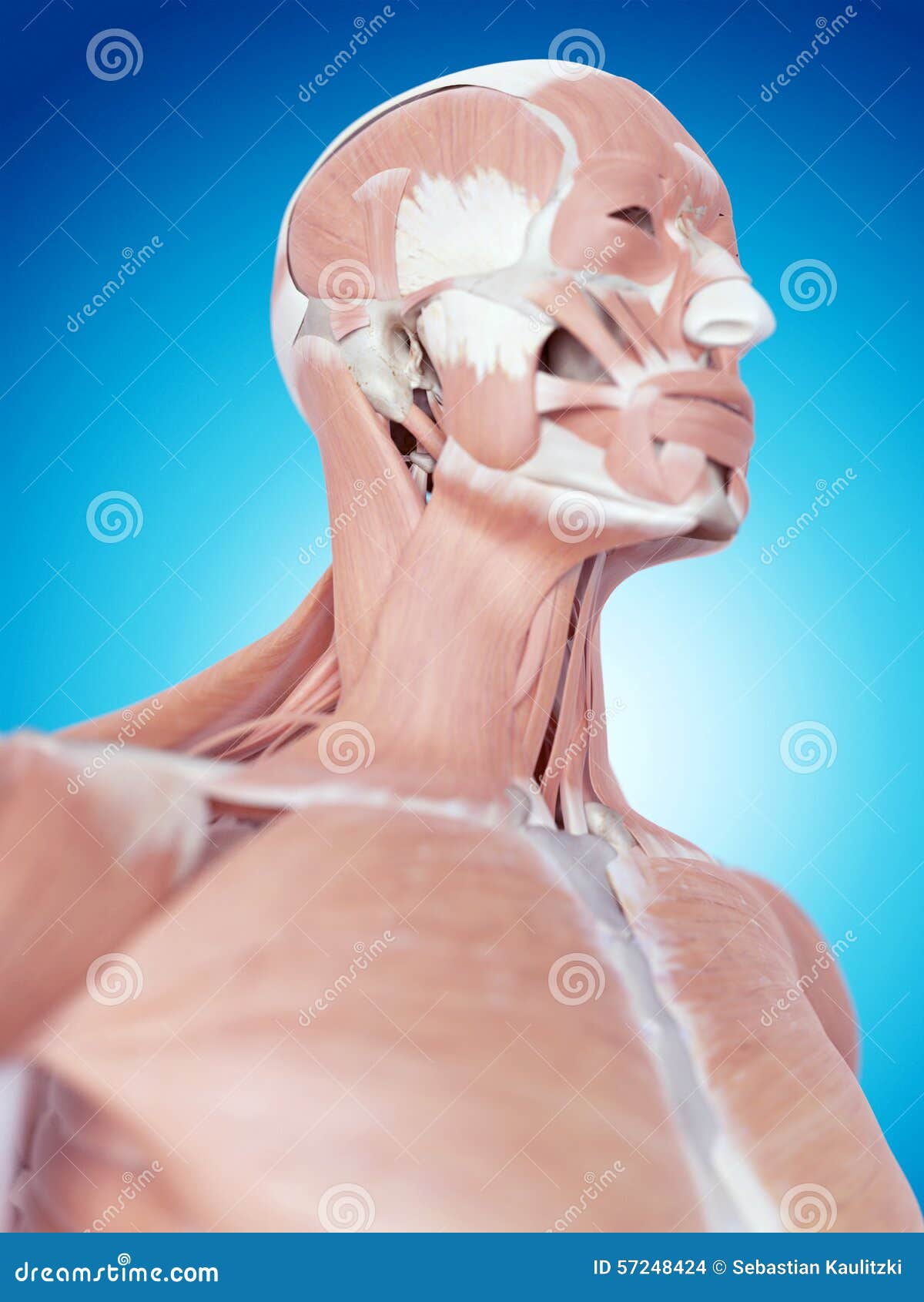 Die Halsanatomie stock abbildung. Illustration von biologie - 57248424