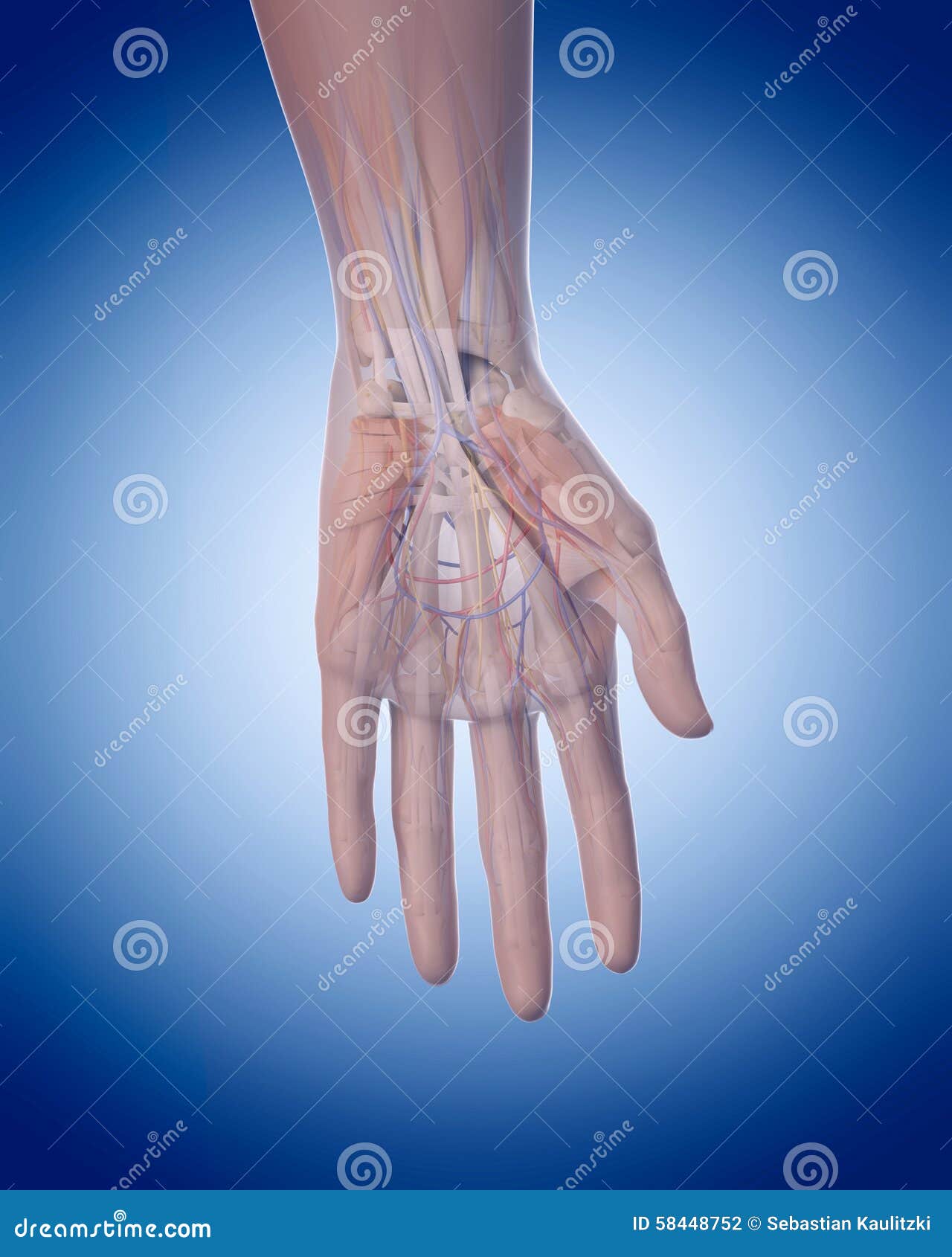 Die Handanatomie stock abbildung. Illustration von anatomie - 58448752