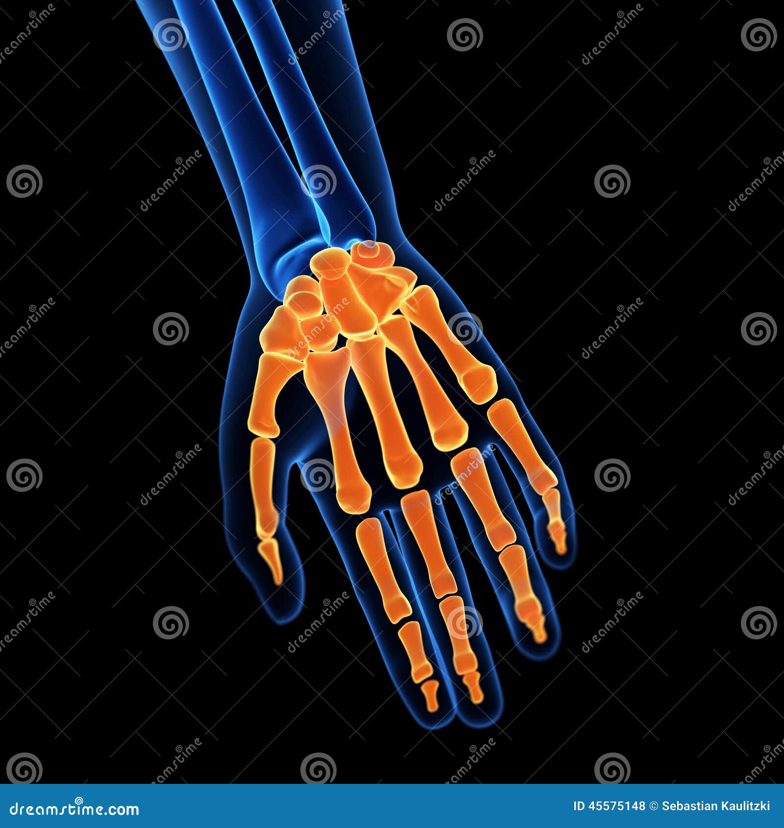 Die Handknochen stock abbildung. Illustration von knochen - 45575148