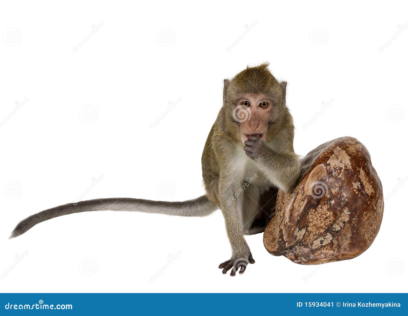 Die Hard. the Monkey Thinks How To Cope with it? Stock Image - Image of ...
