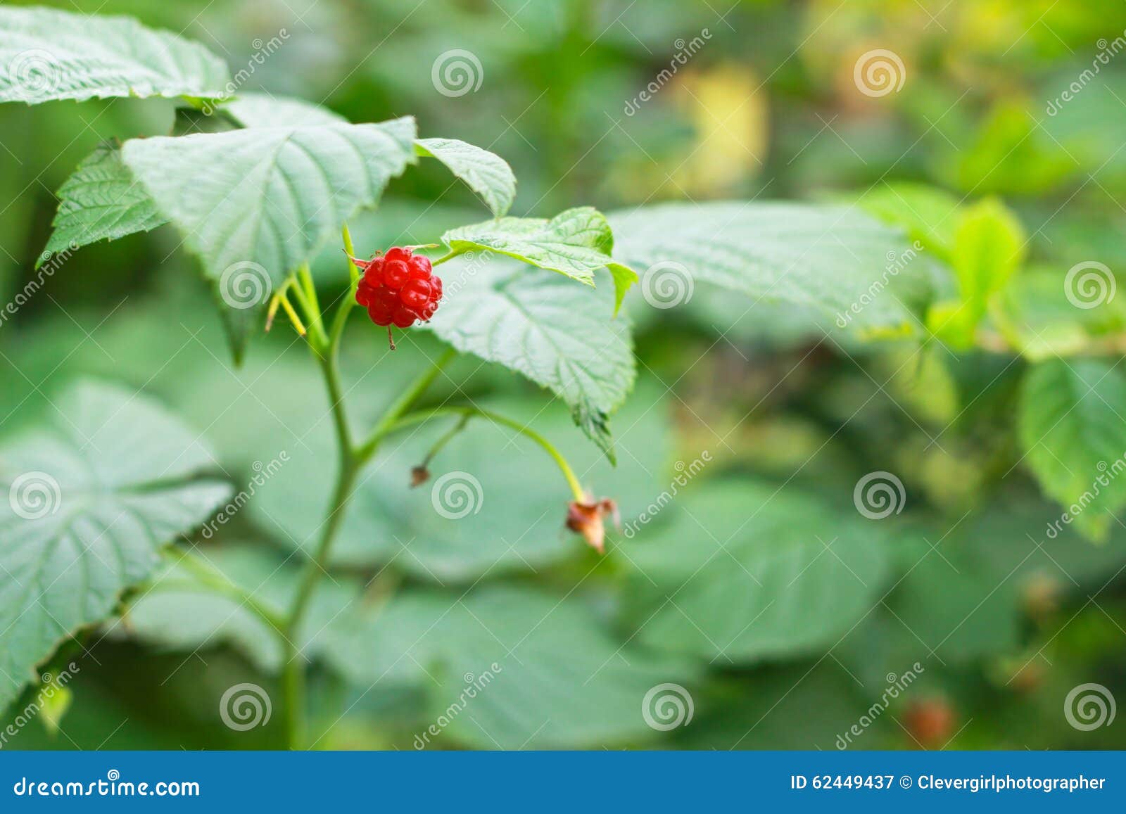 Die Himbeere stockbild. Bild von blatt, kräuter, sommer - 62449437
