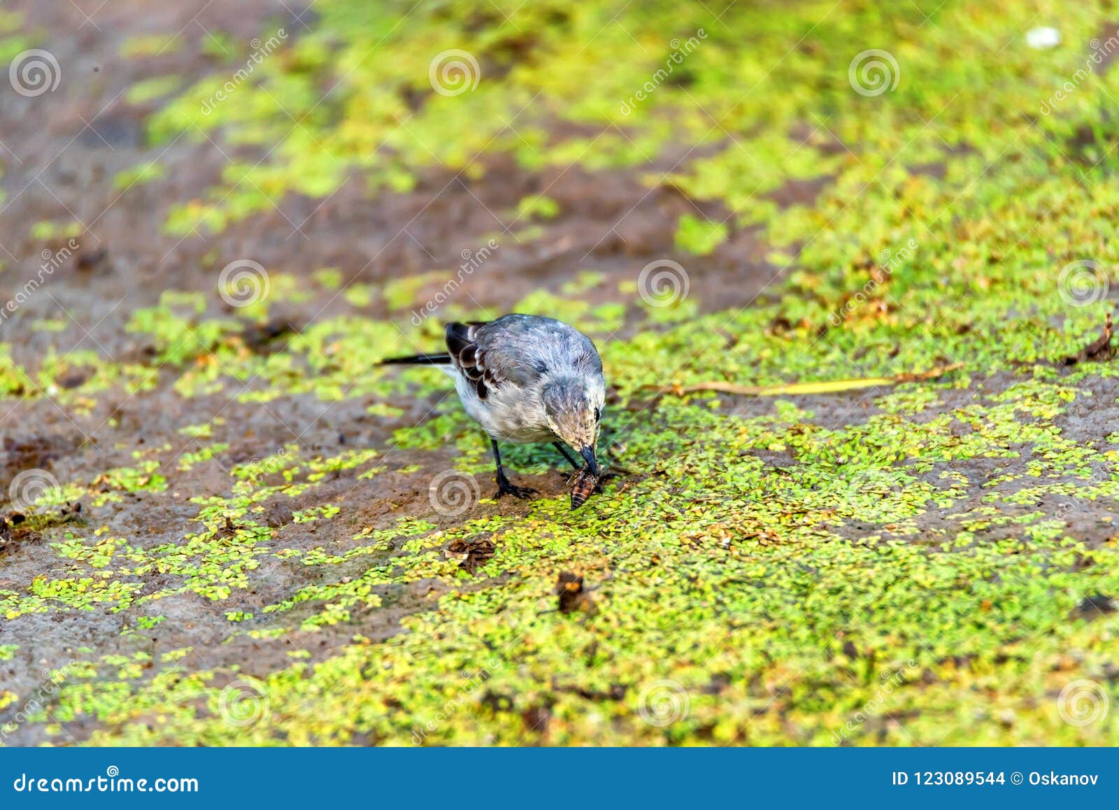 Die Jugendliche Weiße Bachstelze Oder Motacilla, Die Alba Sind, Isst ...