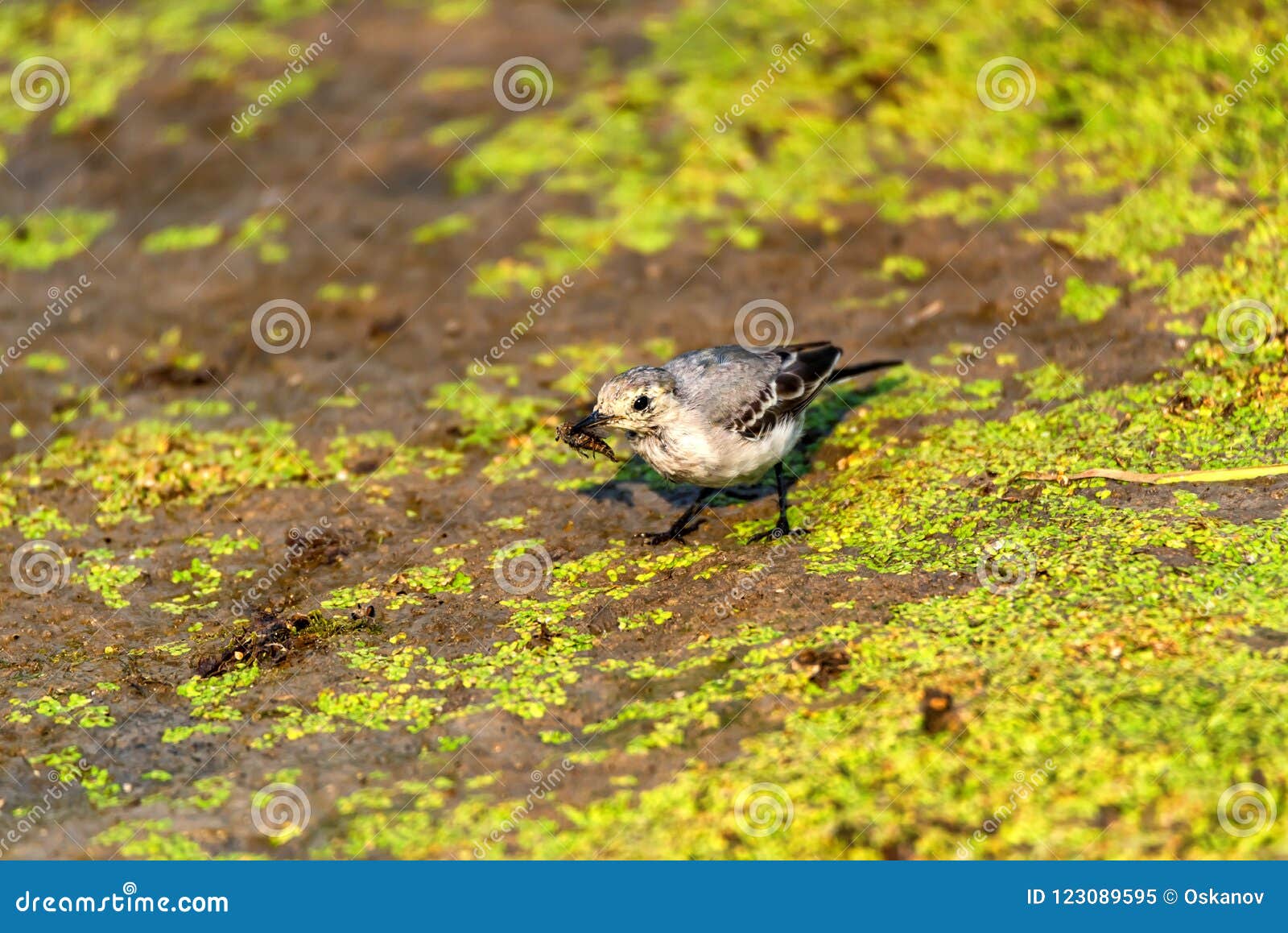 Die Jugendliche Weiße Bachstelze Oder Motacilla, Die Alba Sind, Isst ...