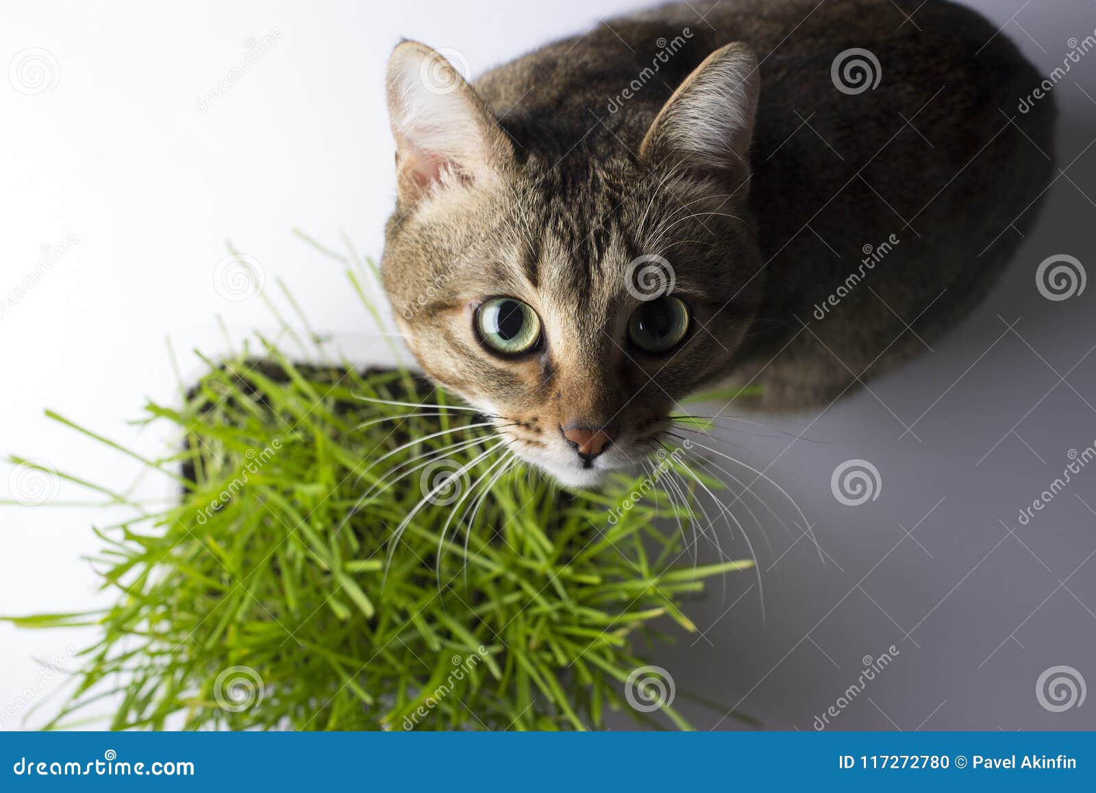 Die Katze isst das Gras stockfoto. Bild von gras, grün - 117272780
