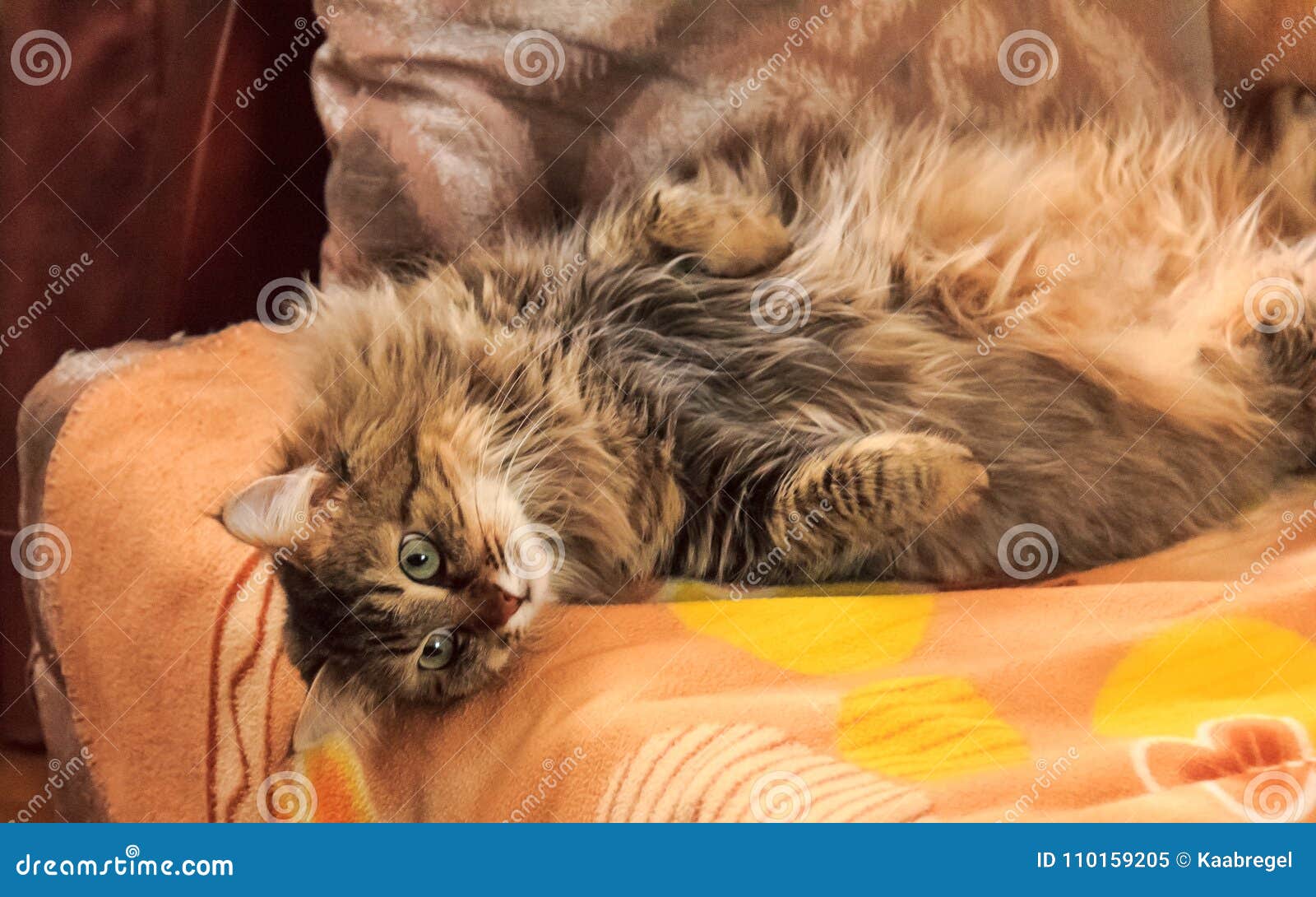 Die Katze Steht Auf Der Couch Still Stockbild - Bild von hintergrund ...