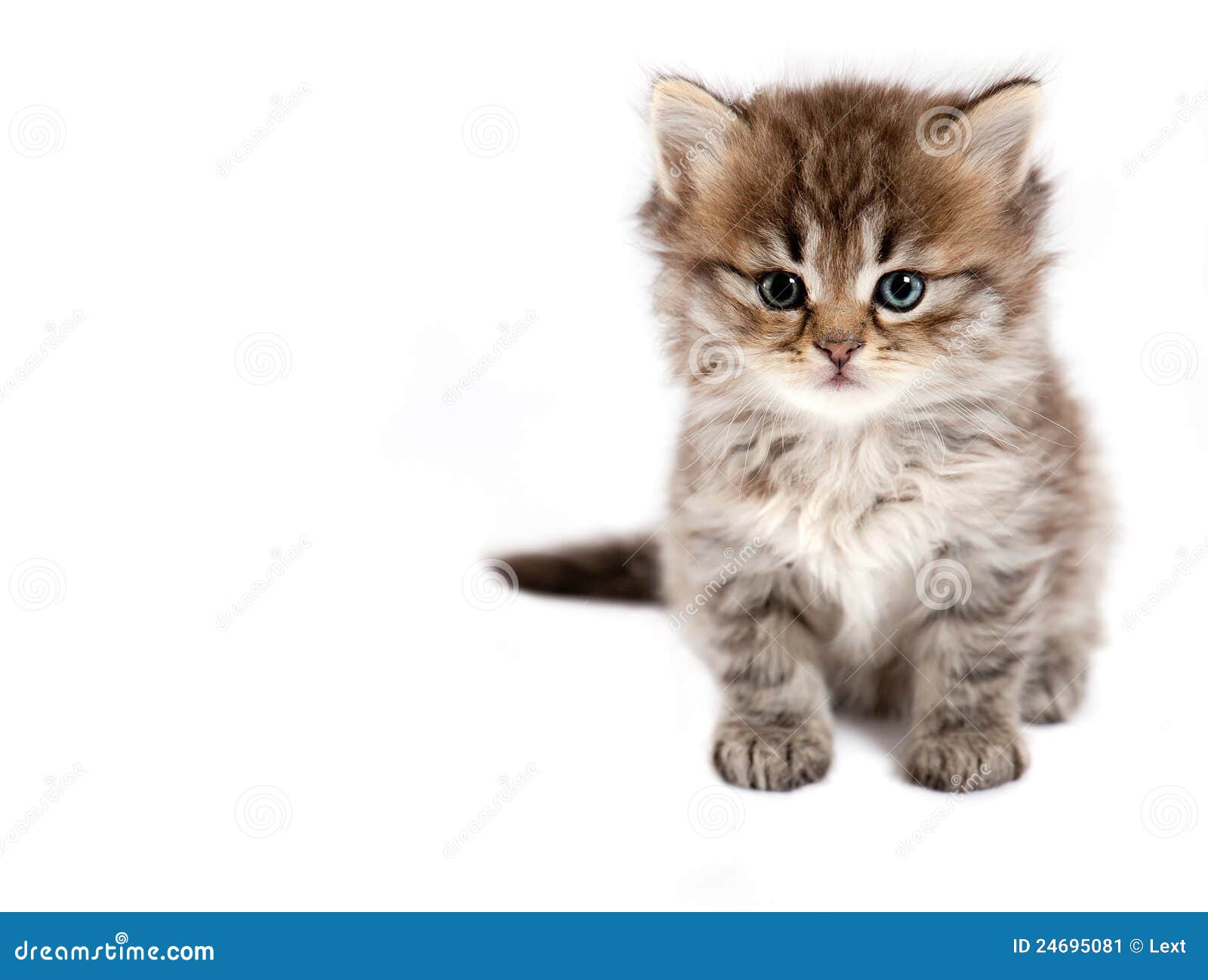 Die Kleine Katze Wird Getrennt Stockbild - Bild von schätzchen ...