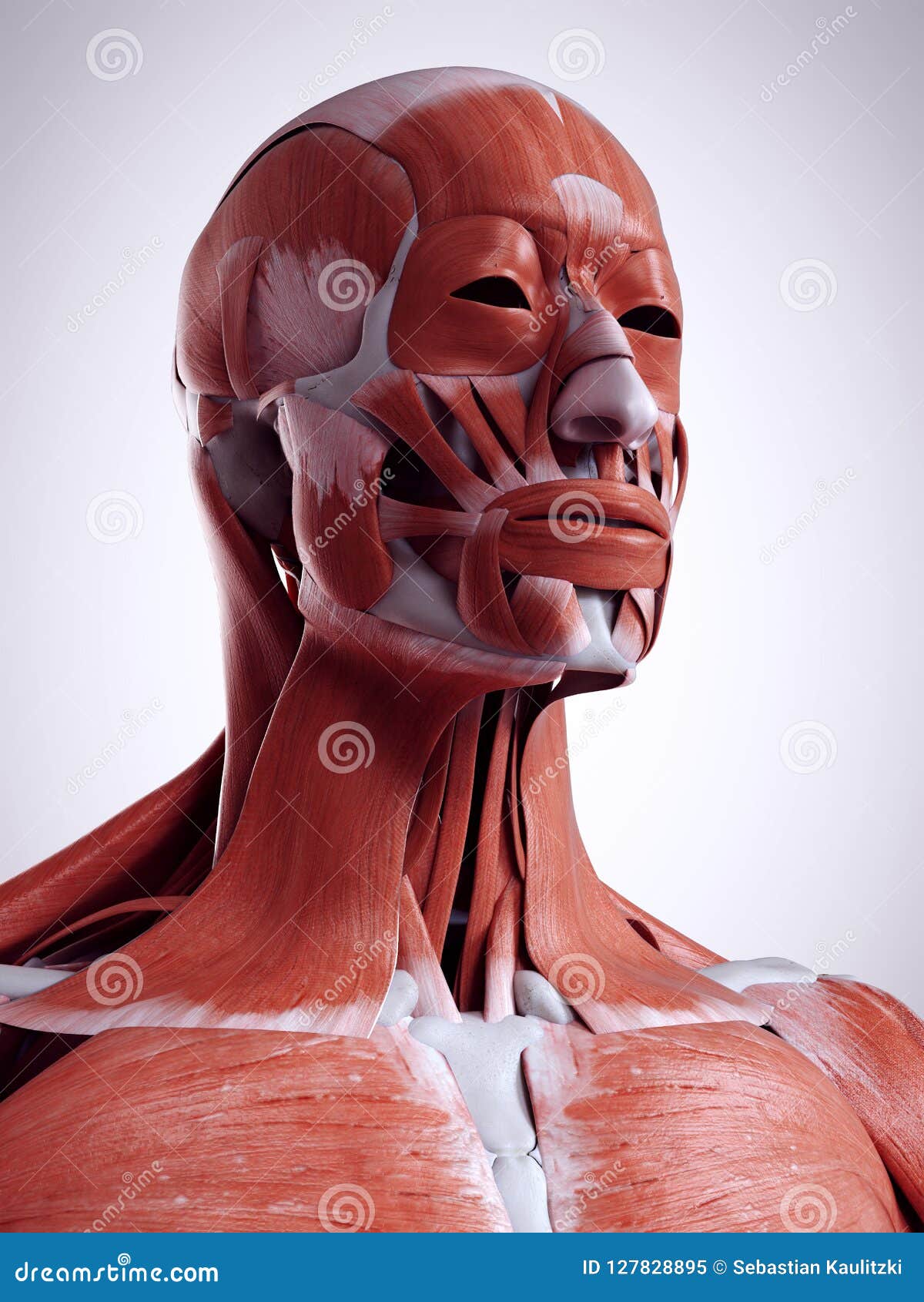 Die Kopf- und Halsmuskeln stock abbildung. Illustration von abbildung ...