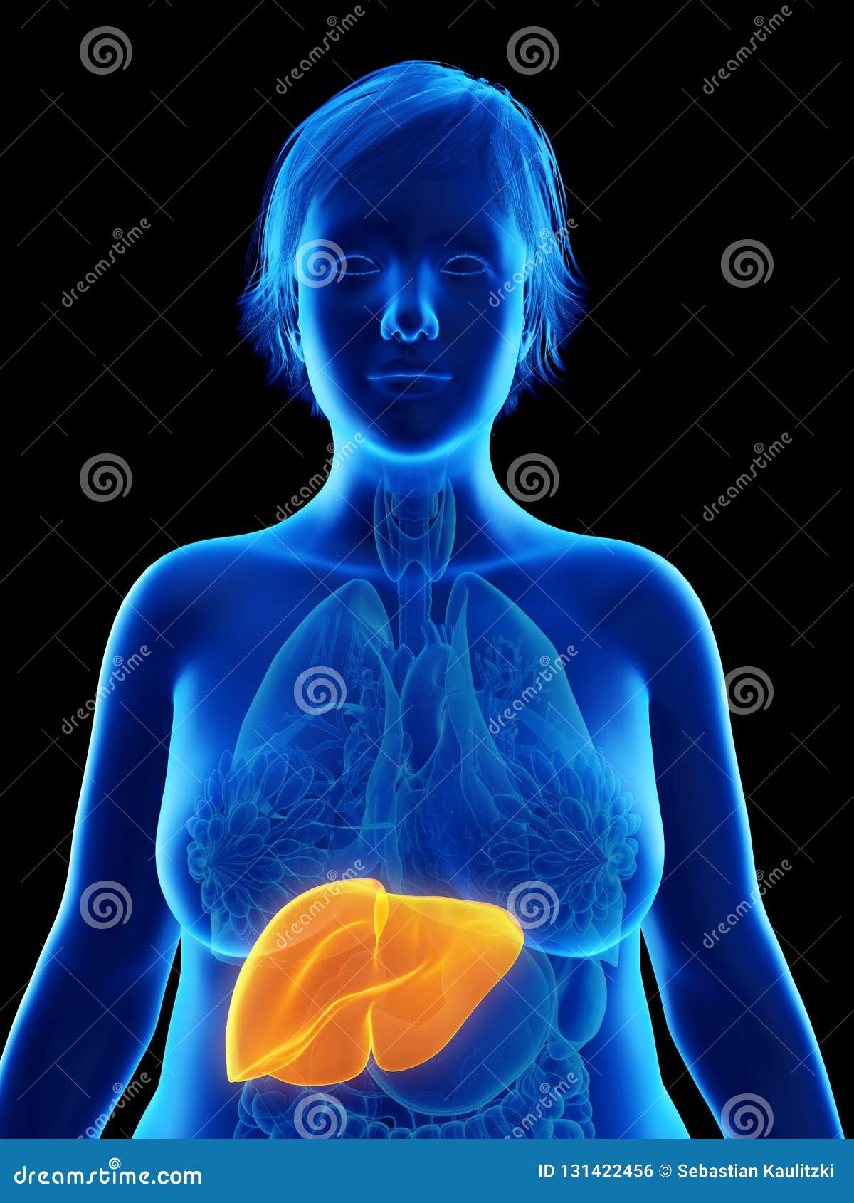 Die Leber Einer Beleibten Frau Stock Abbildung - Illustration von ...