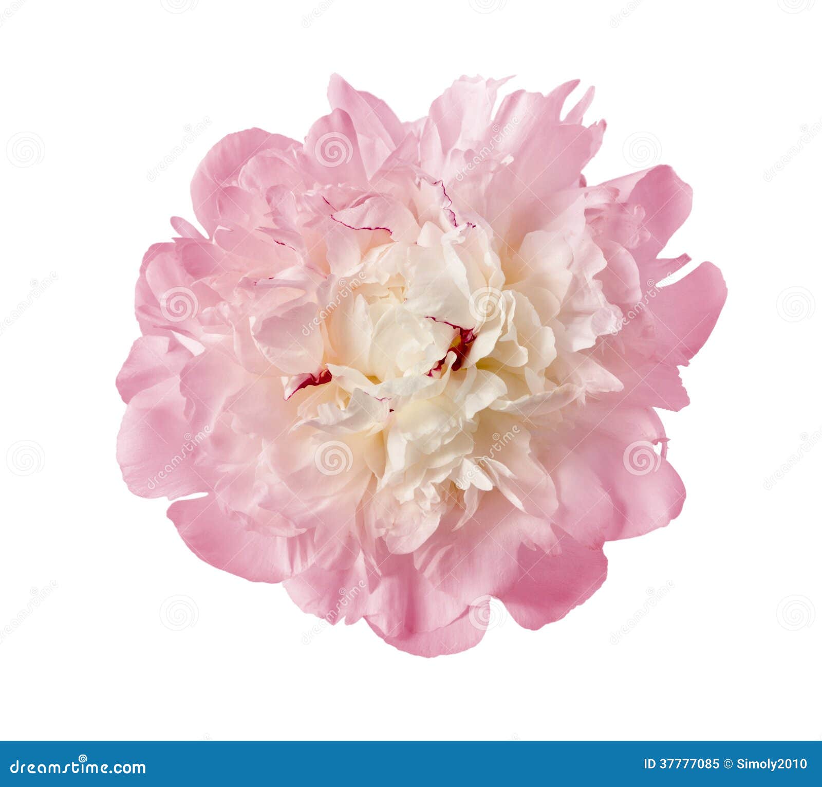 Die Leichte Rosa Pfingstrose Stockbild - Bild von vitalität, getrennt ...