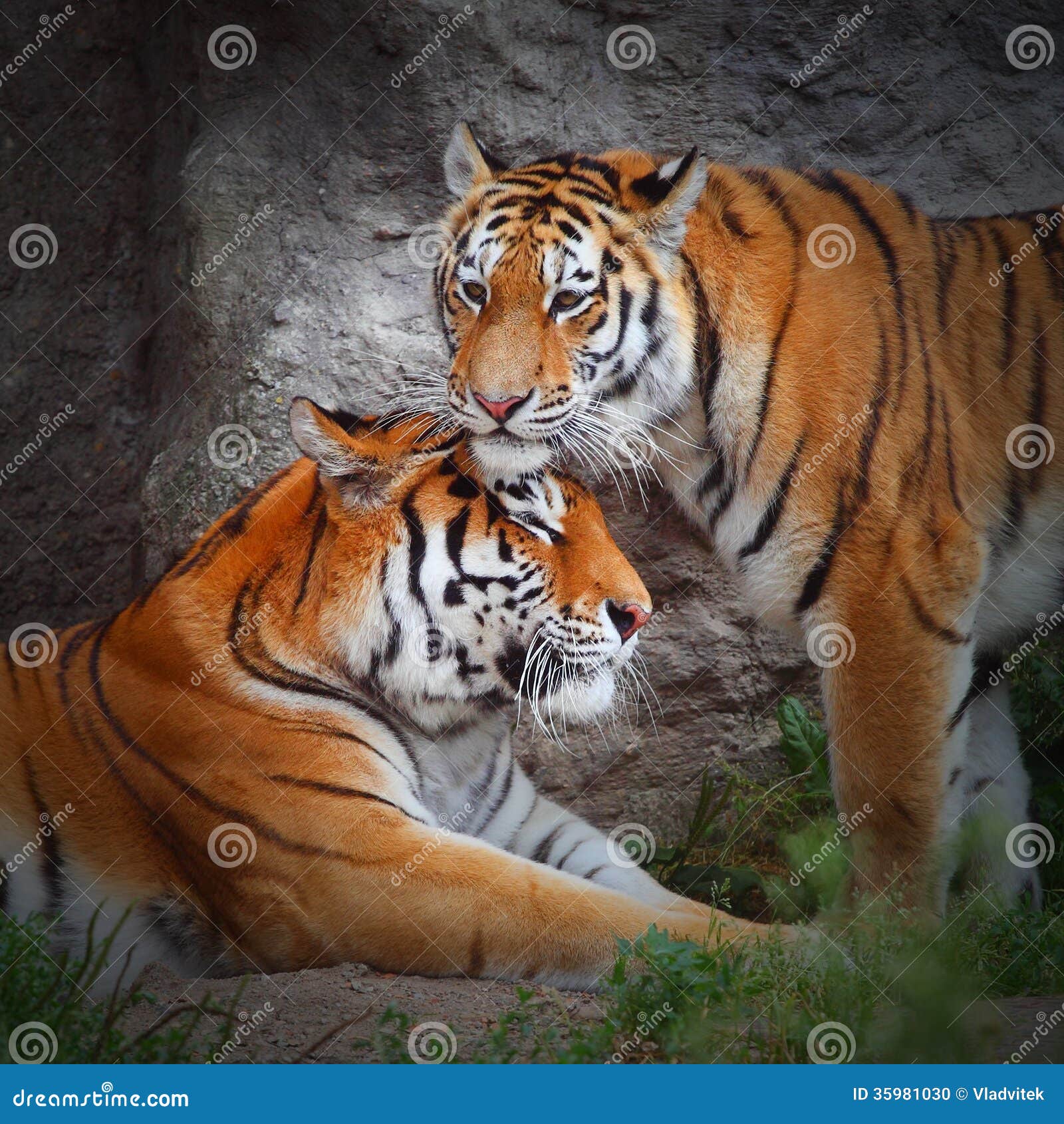 Die Liebe des Tigers. stockfoto. Bild von umgebung, indisch - 35981030