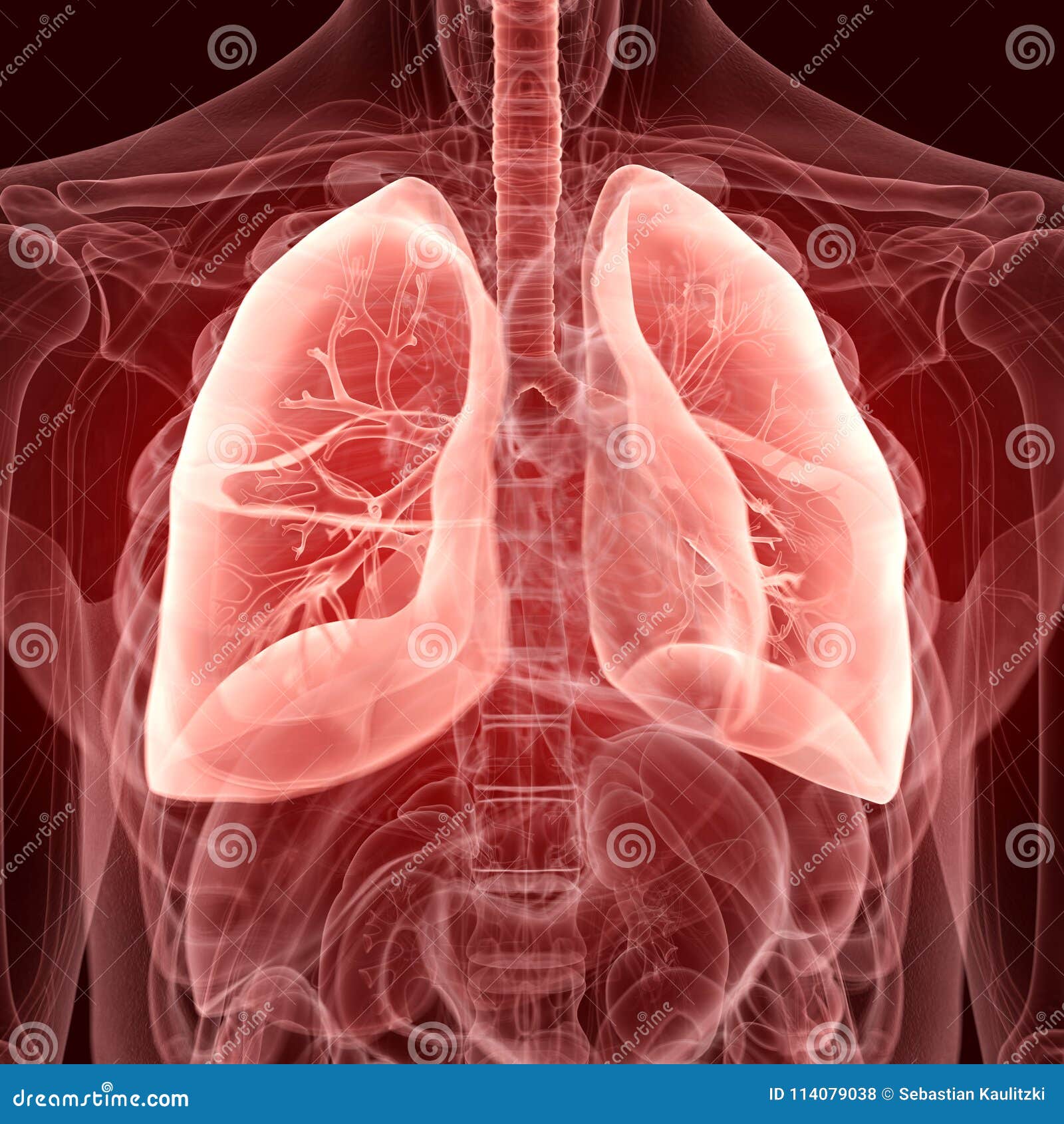 Die Lungen stock abbildung. Illustration von innere - 114079038