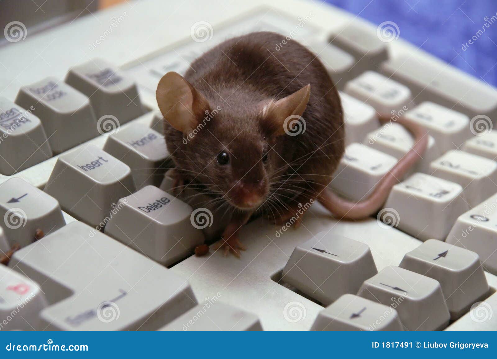 Die Maus am Computer, Auf Der Tastatur Stockbild - Bild von klicken ...