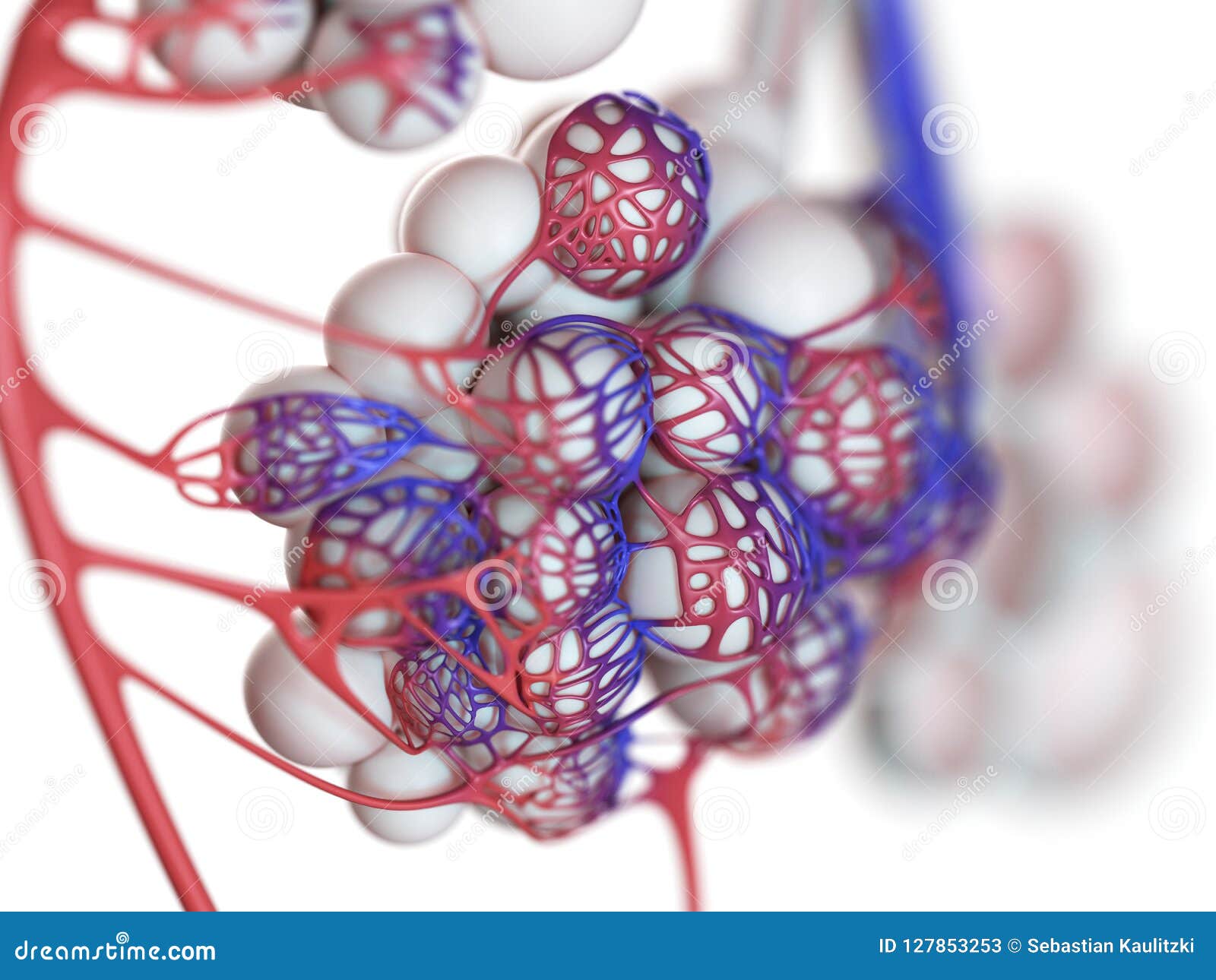 Die menschlichen Alveolen stock abbildung. Illustration von atmungs ...