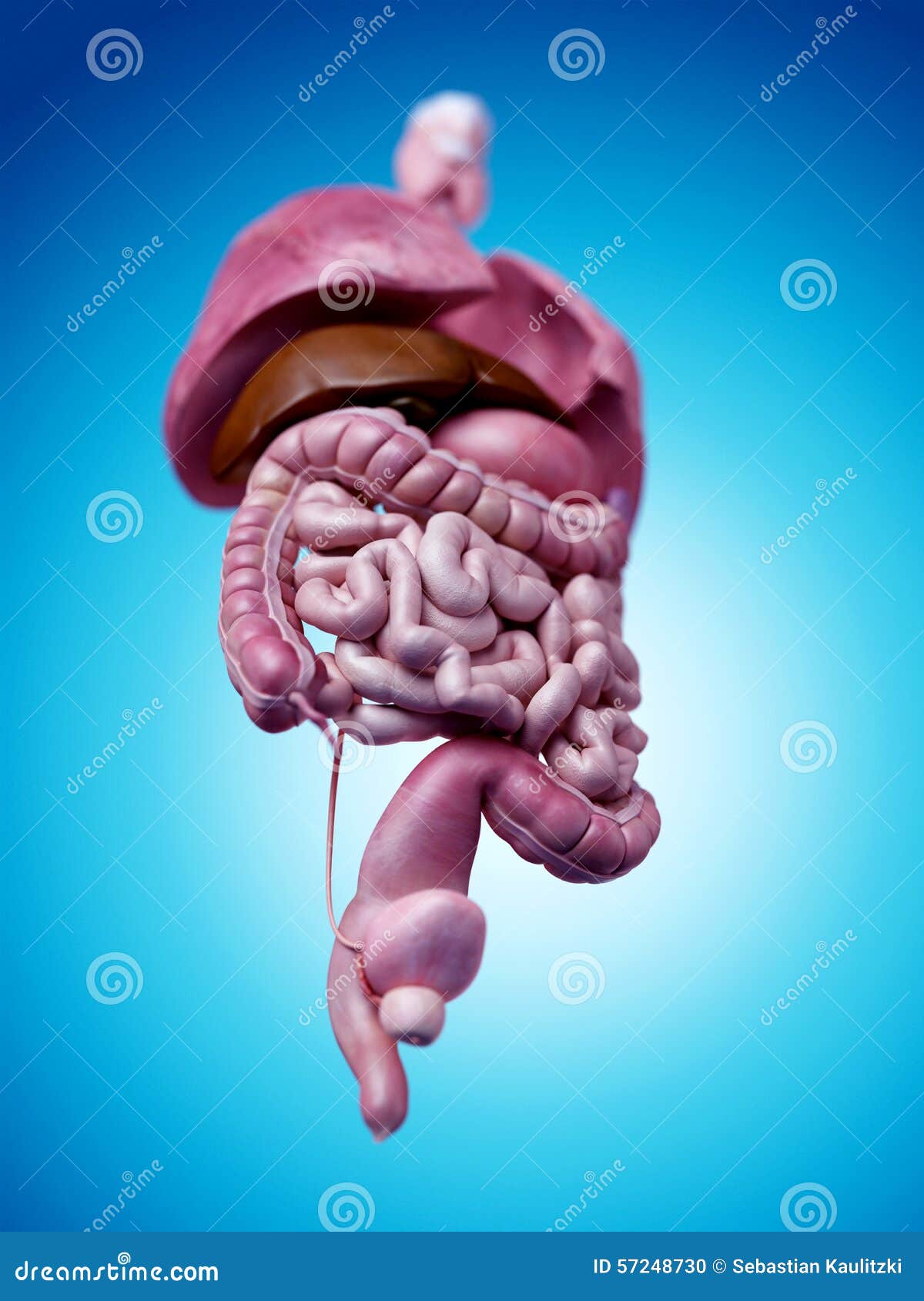 Die menschlichen Organe stock abbildung. Illustration von ...