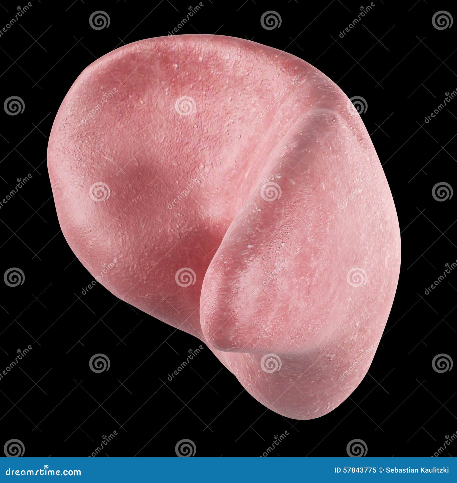 Die Milz stock abbildung. Illustration von biologie, genau - 57843775