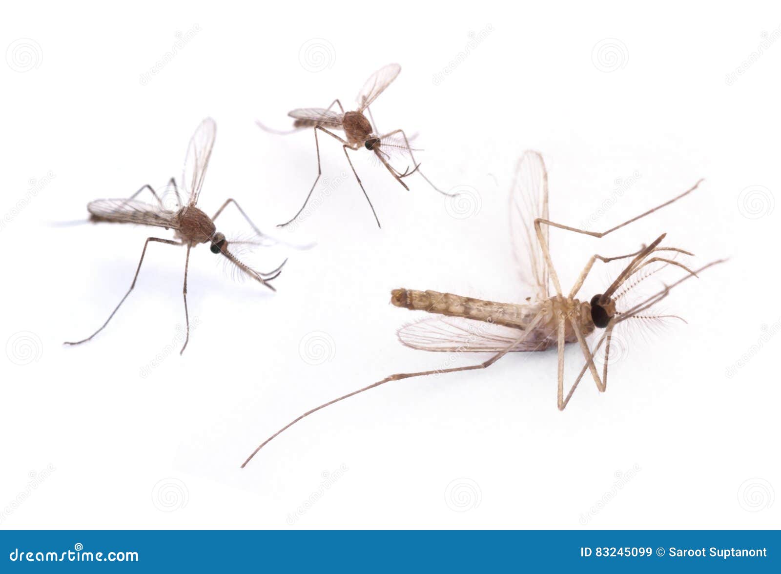 Die Mosquito stock image. Image of contamination, biology - 83245099