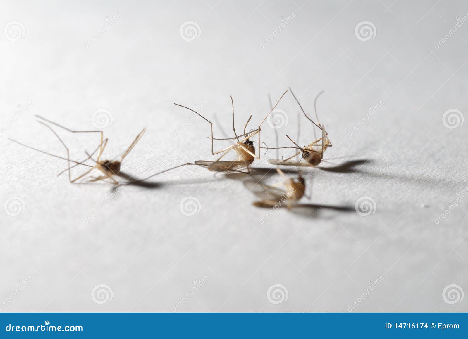 Die mosquitoes stock photo. Image of nature, insect, mosquito - 14716174