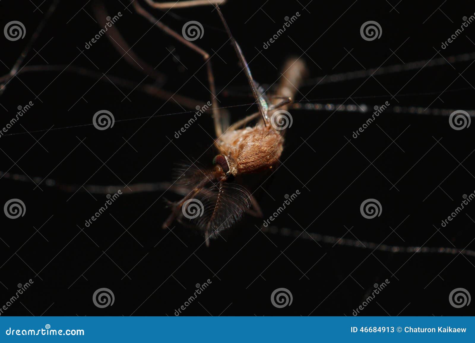 Die mosquitoes stock image. Image of mosquitoes, infected - 46684913