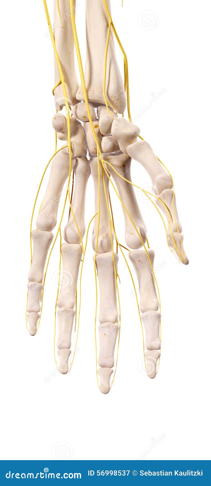 Die Nerven der Hand stock abbildung. Illustration von gestaltungsarbeit ...