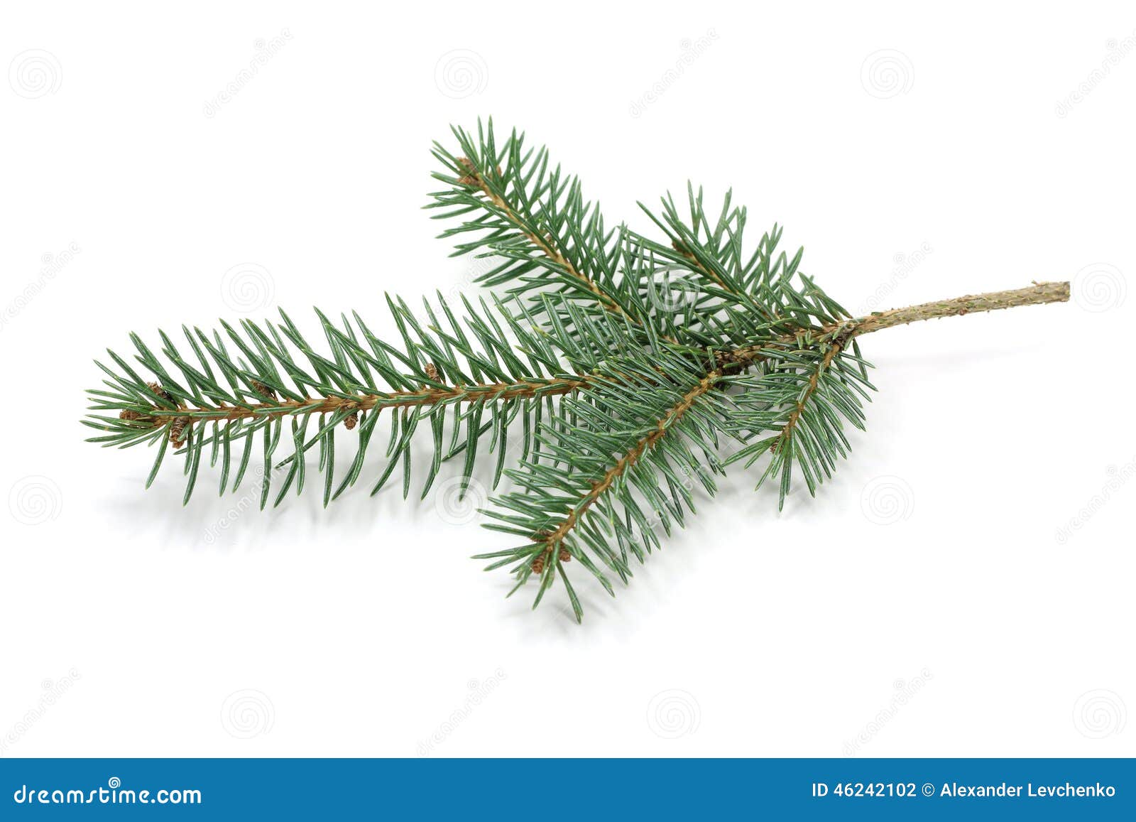 Die Niederlassung Der Blautanne Stockfoto - Bild von hintergrund, baum ...