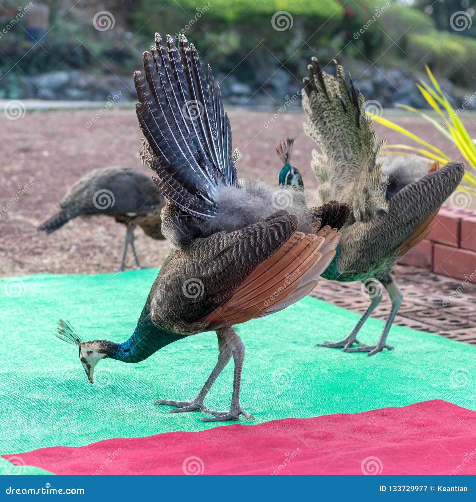 Die Pfaus Sind Beide Aus Den Grund Heikel Stockbild - Bild von nave ...