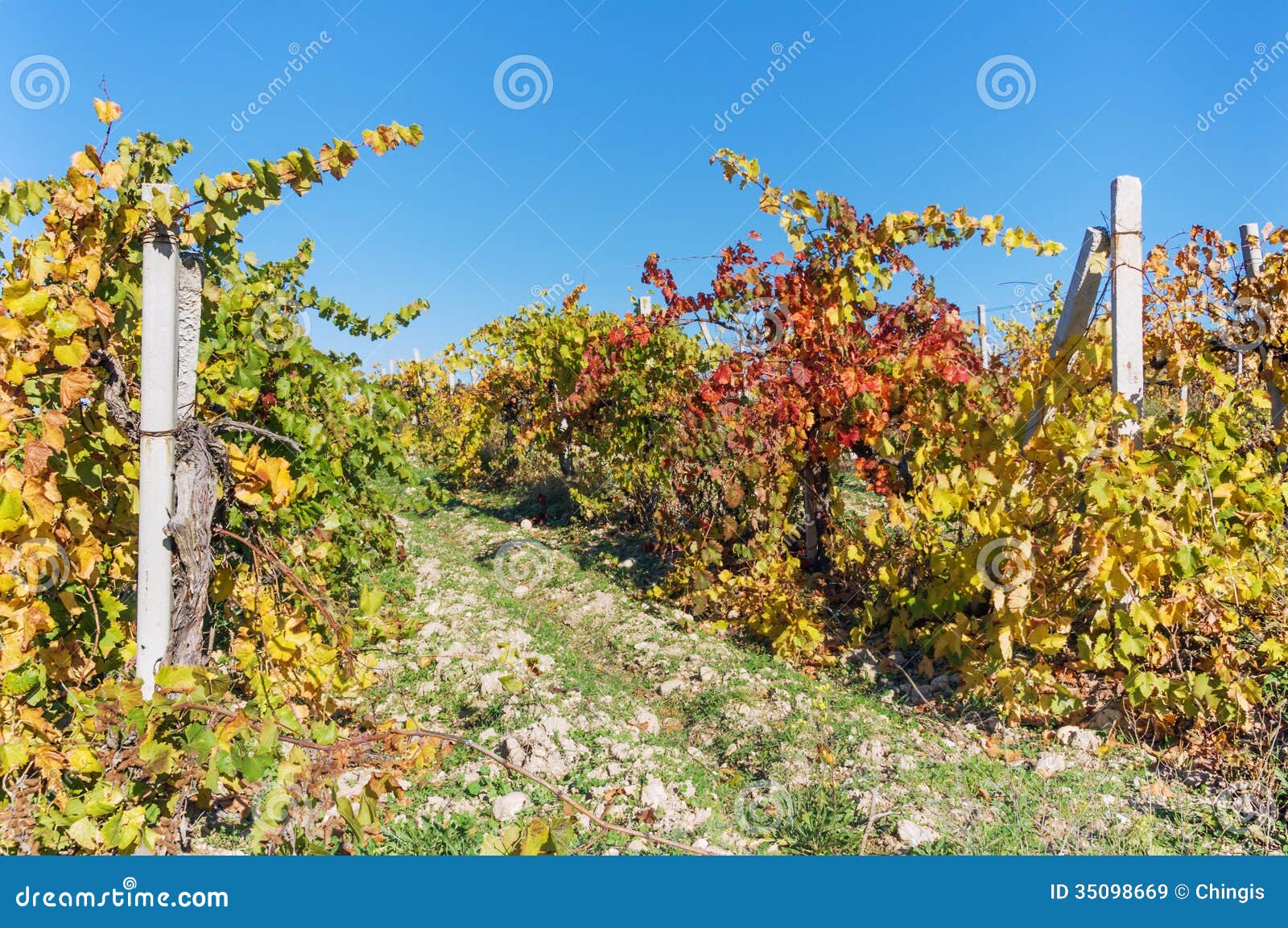 Die Rebe im Herbst stockbild. Bild von reihe, tour, zeit - 35098669