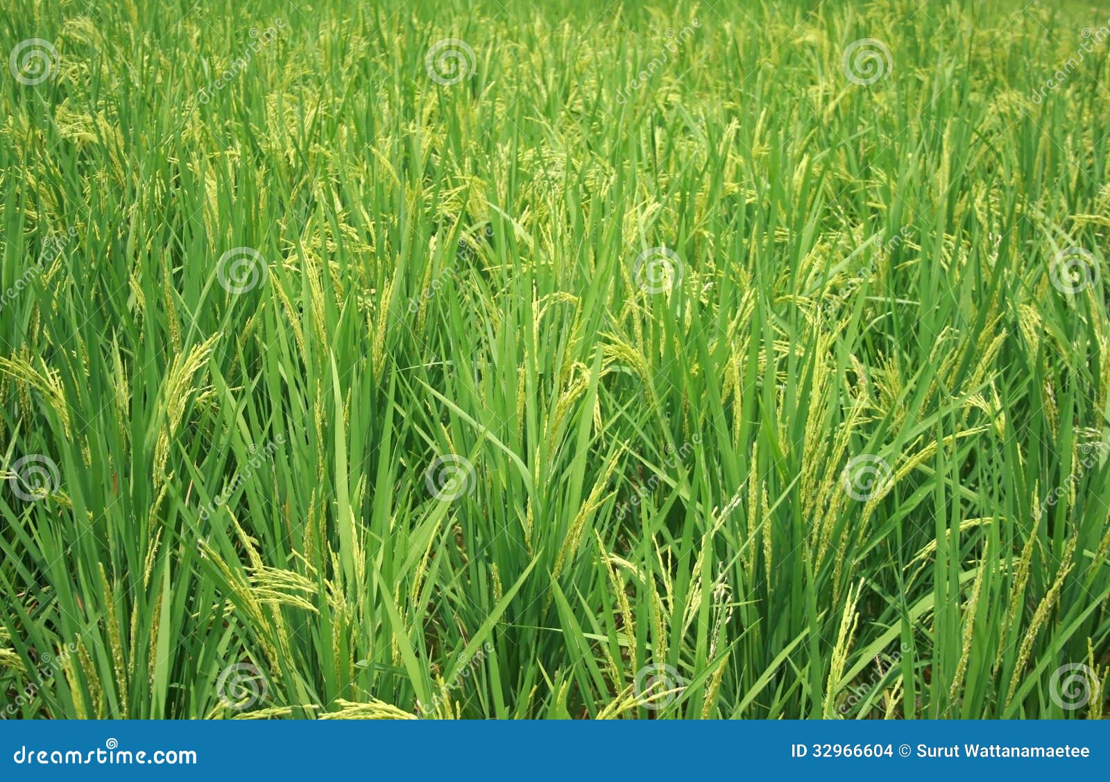 Die Reispflanze stockfoto. Bild von wachsen, fallen, grün - 32966604