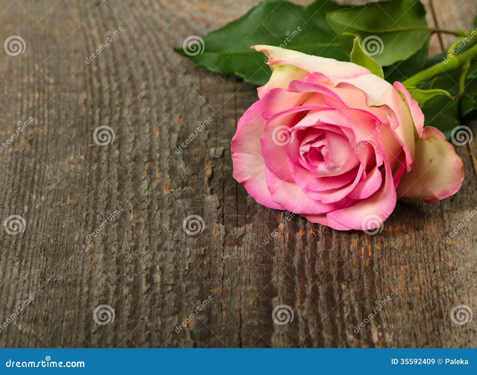 Die Rose stockbild. Bild von nave, einzeln, bauholz, beschaffenheit ...