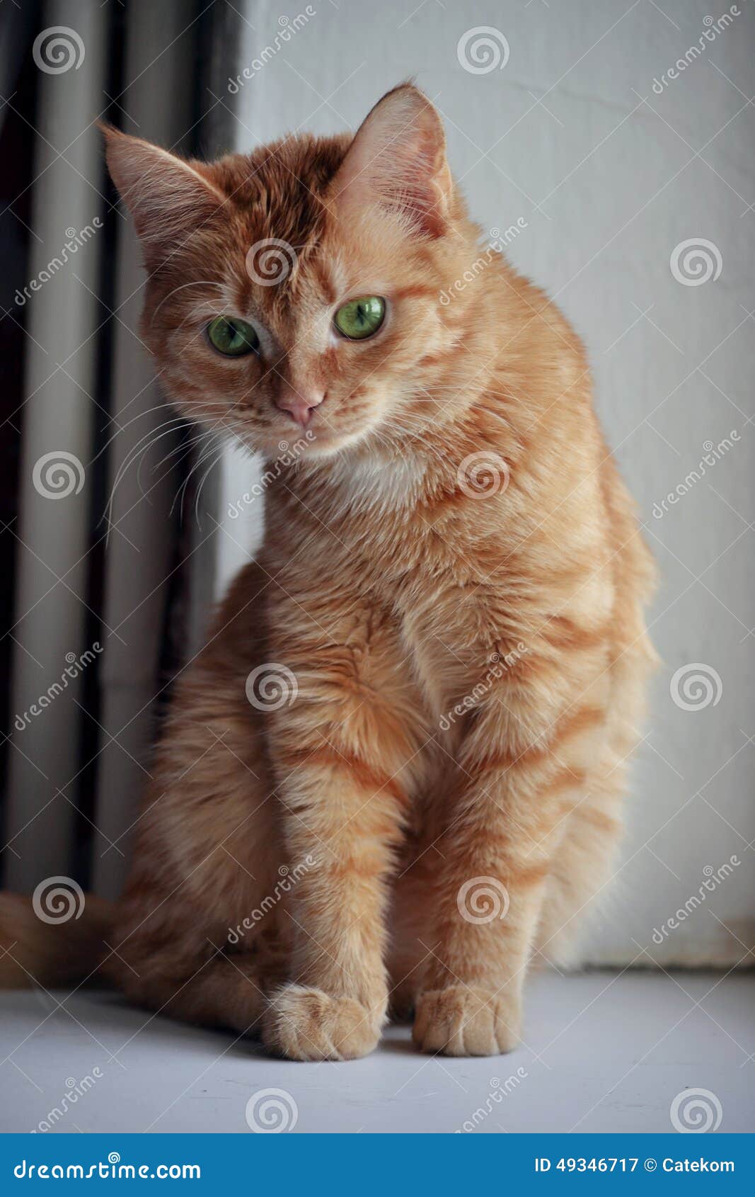 Die rote Katze stockbild. Bild von schön, reizend, miezekatze - 49346717