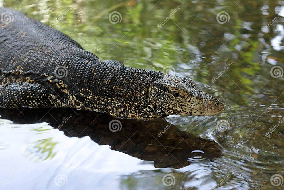 Die Schleppangel Waran Oder Wasserdrache in Sri Lanka Stockfoto - Bild ...