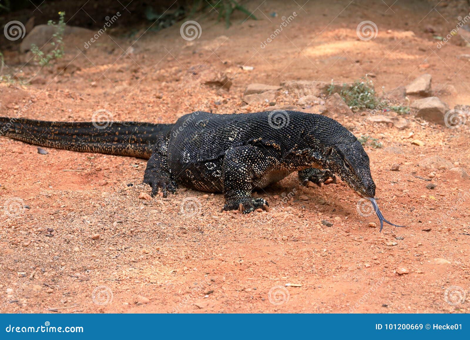 Die Schleppangel Waran Oder Wasserdrache in Sri Lanka Stockbild - Bild ...