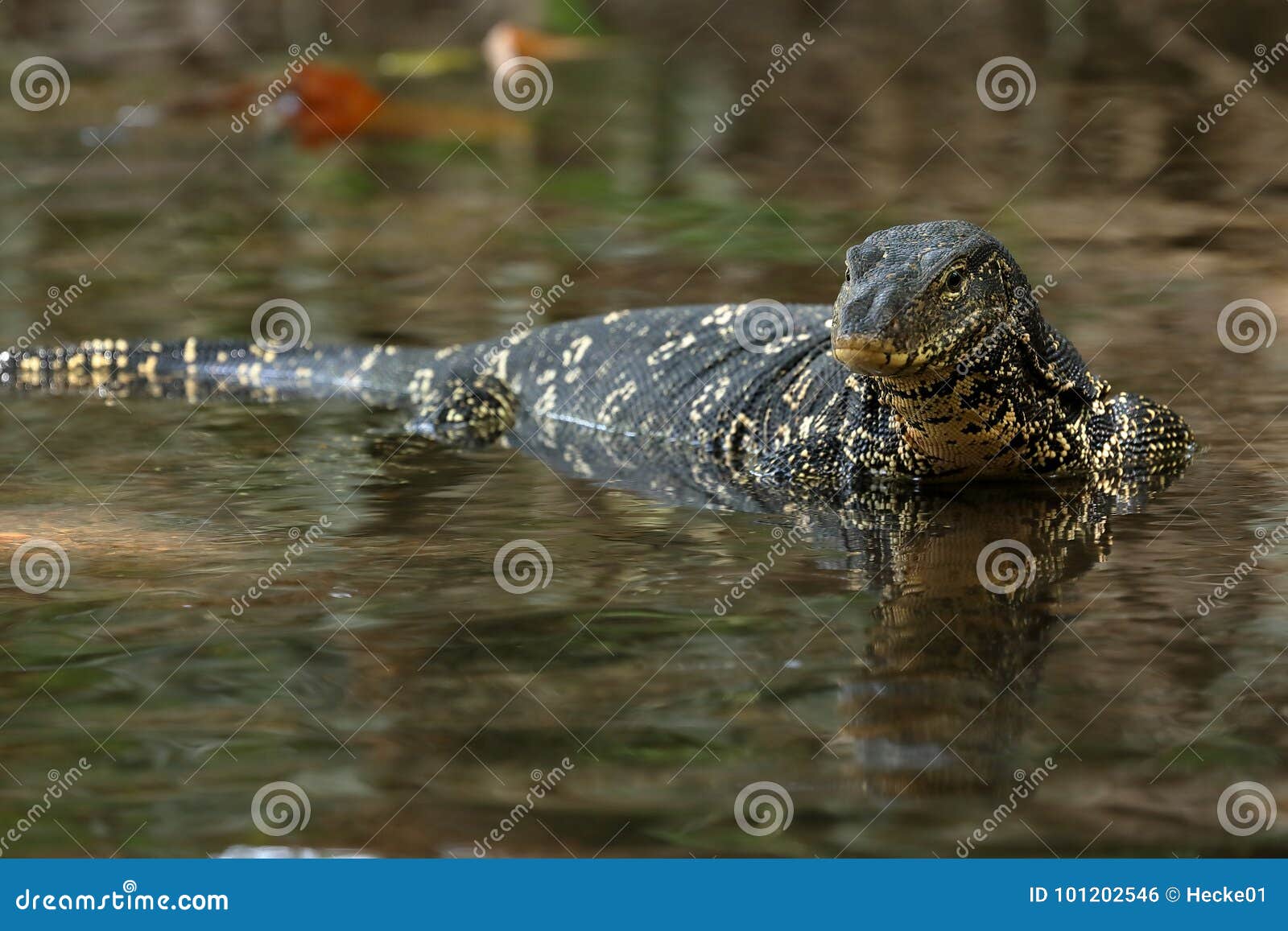 Die Schleppangel Waran Oder Wasserdrache in Sri Lanka Stockfoto - Bild ...
