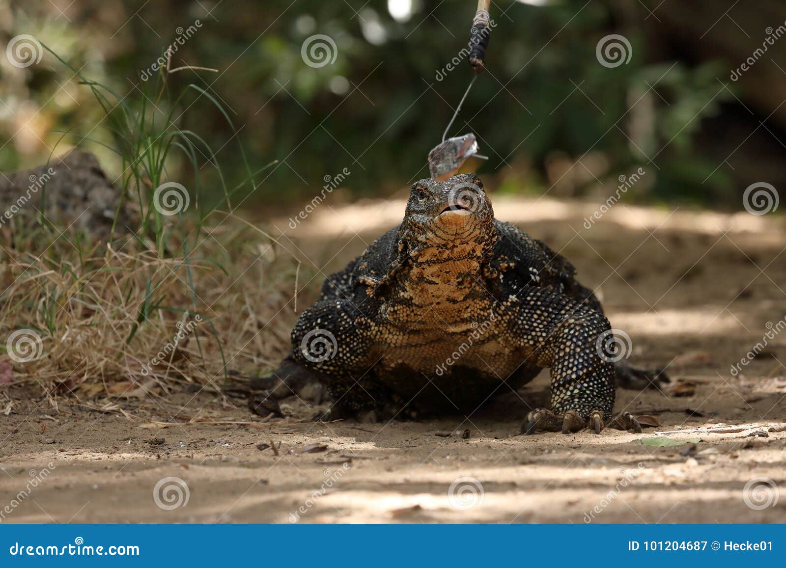 Die Schleppangel Waran Oder Wasserdrache in Sri Lanka Stockbild - Bild ...