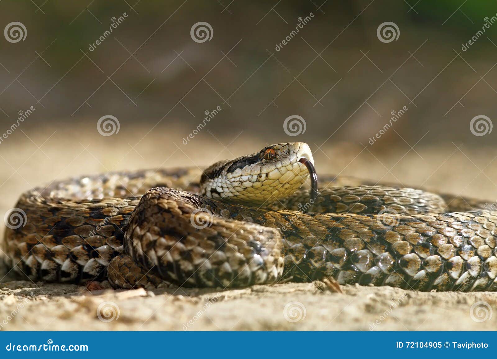 Die Seltenste Schlange in Europa Stockbild - Bild von tier, wiese: 72104905