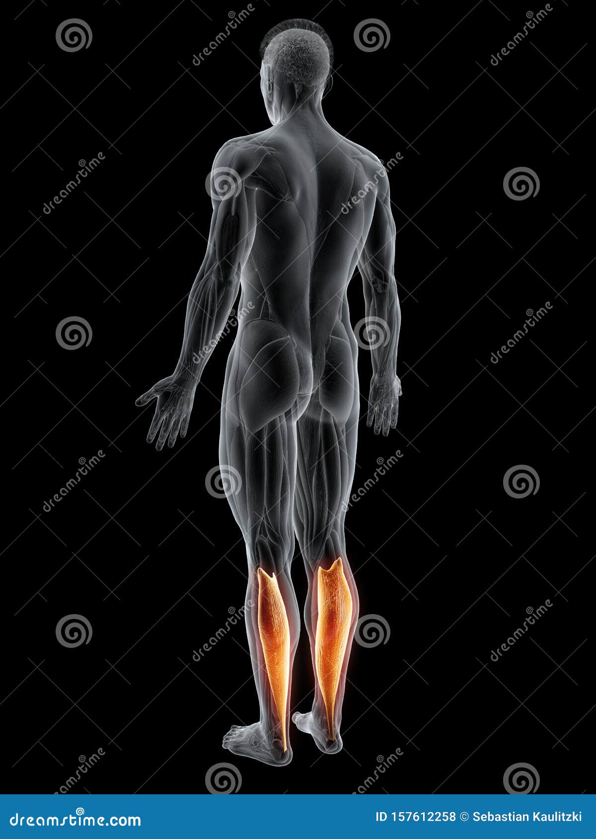 Die Soleus stock abbildung. Illustration von muskel - 157612258