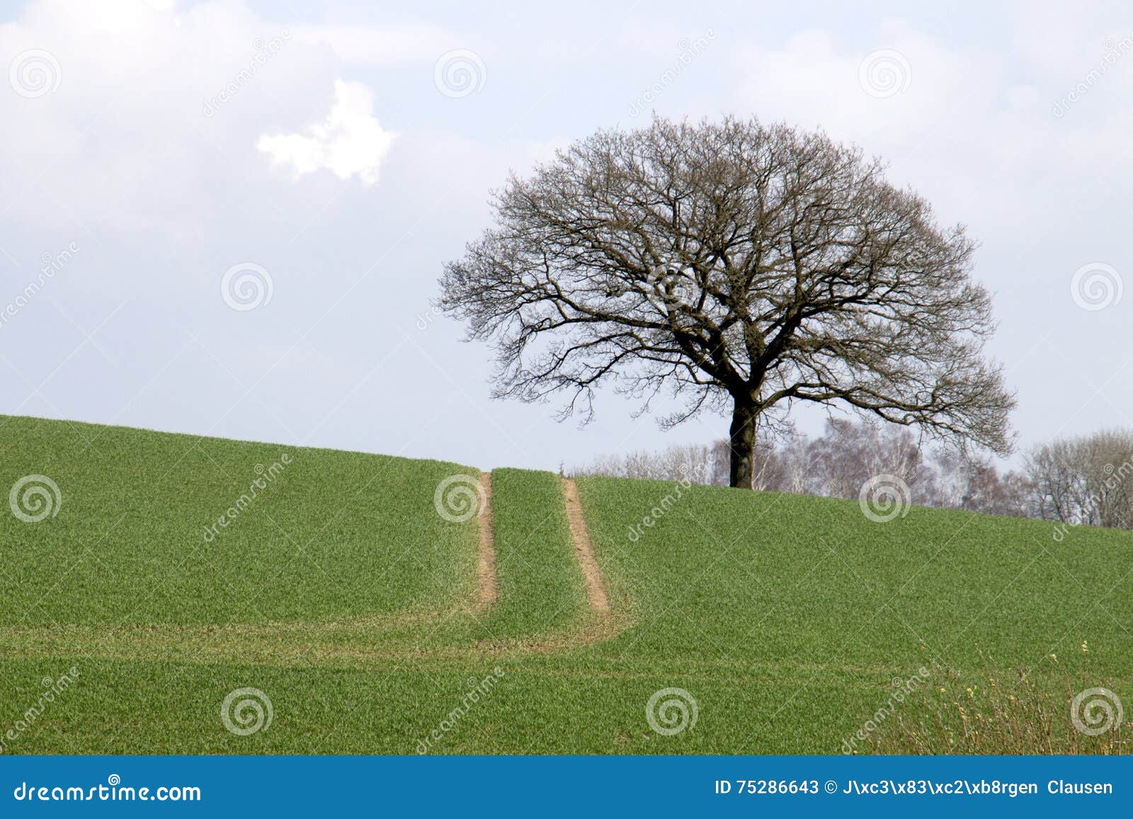 Die Straße zu einem Baum stockbild. Bild von schön, frühling - 75286643