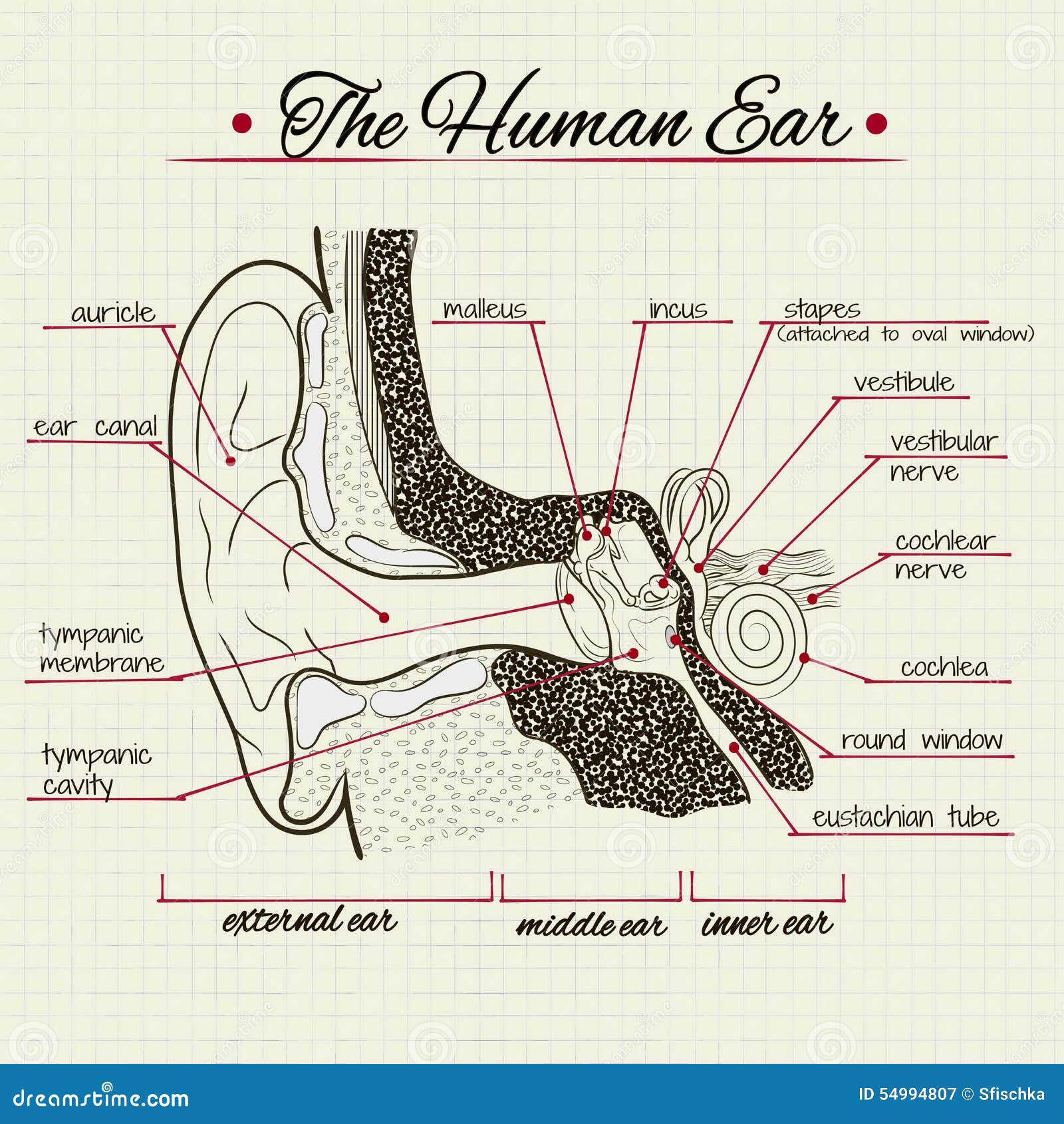 Die Struktur Des Menschlichen Ohrs Vektor Abbildung - Illustration von ...