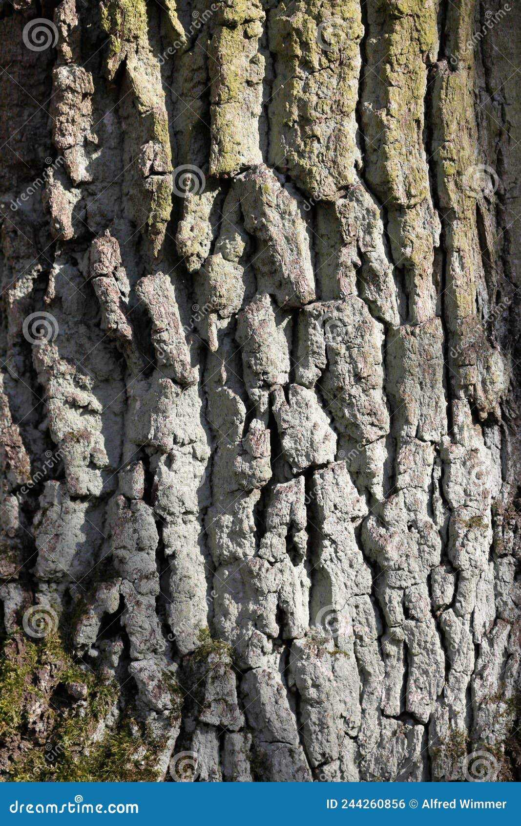 Die Struktur Einer Eichenrinde Stockfoto - Bild von wald, kabel: 244260856