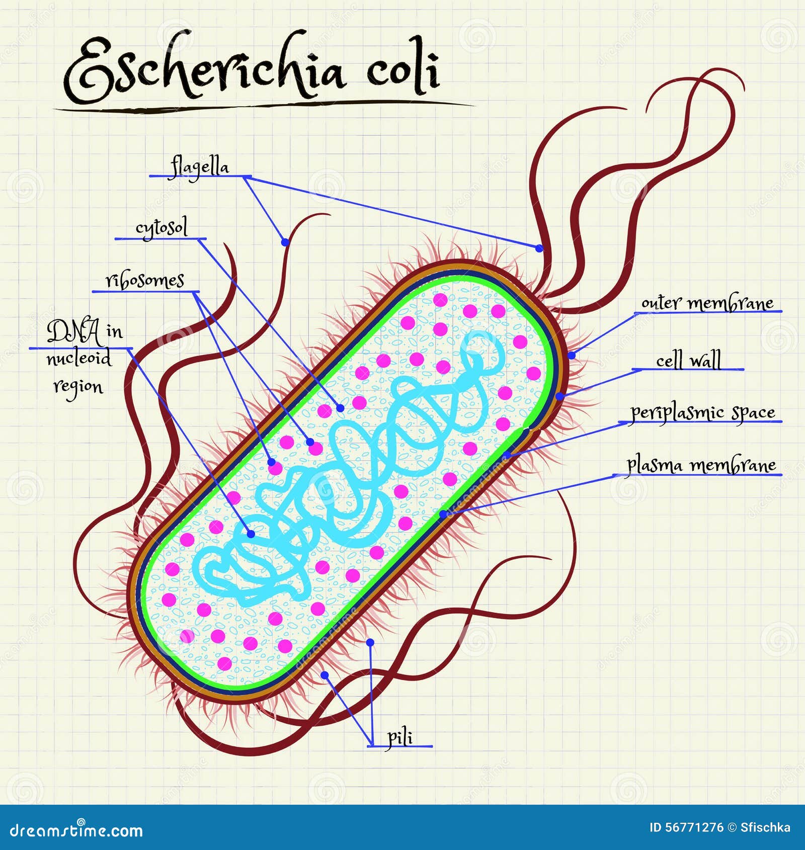 Die Struktur Von Escherichia Coli Vektor Abbildung - Illustration von ...