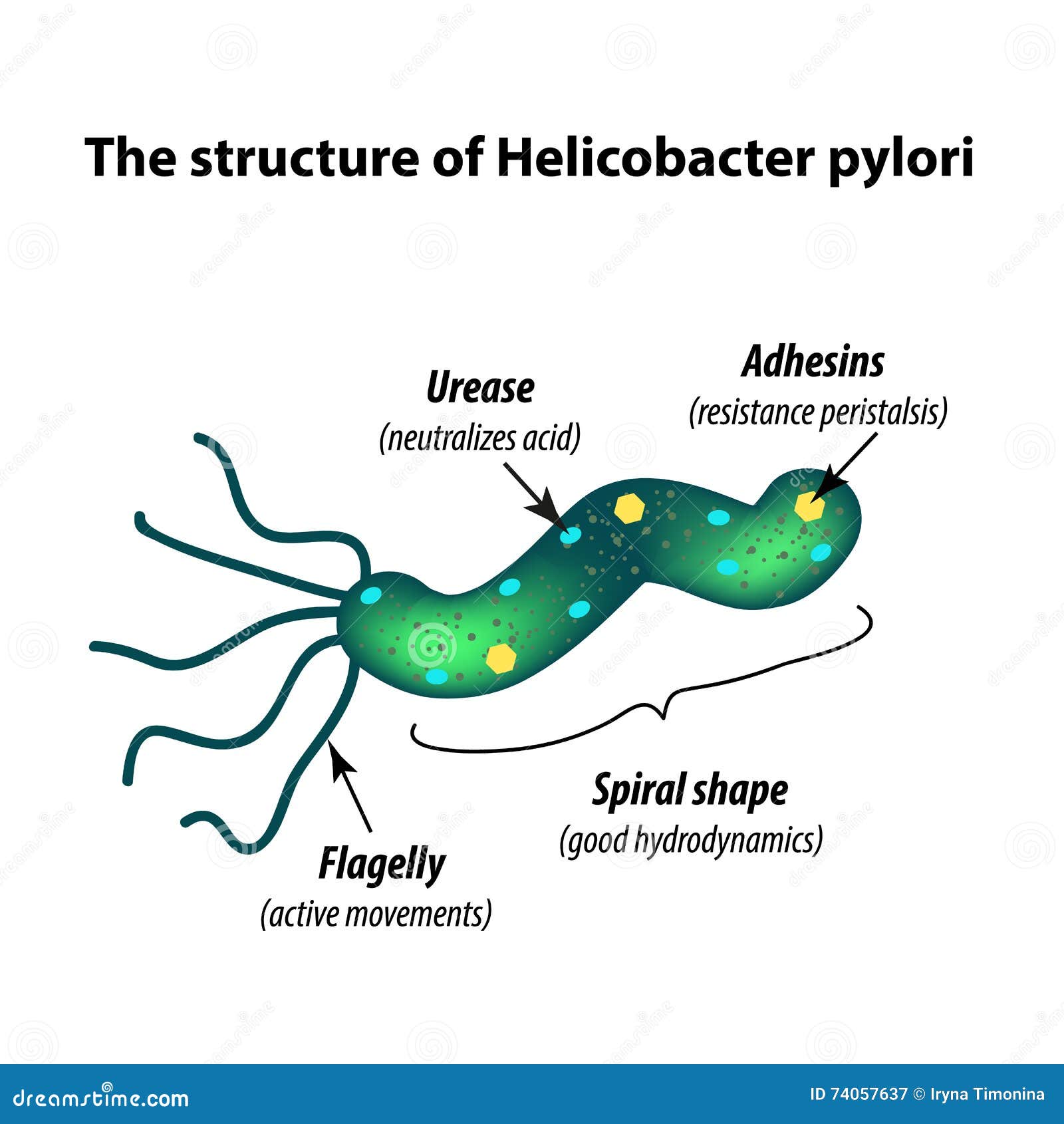Die Struktur Von Helicobacter-Pförtnern Infographics Vektor Abbildung ...