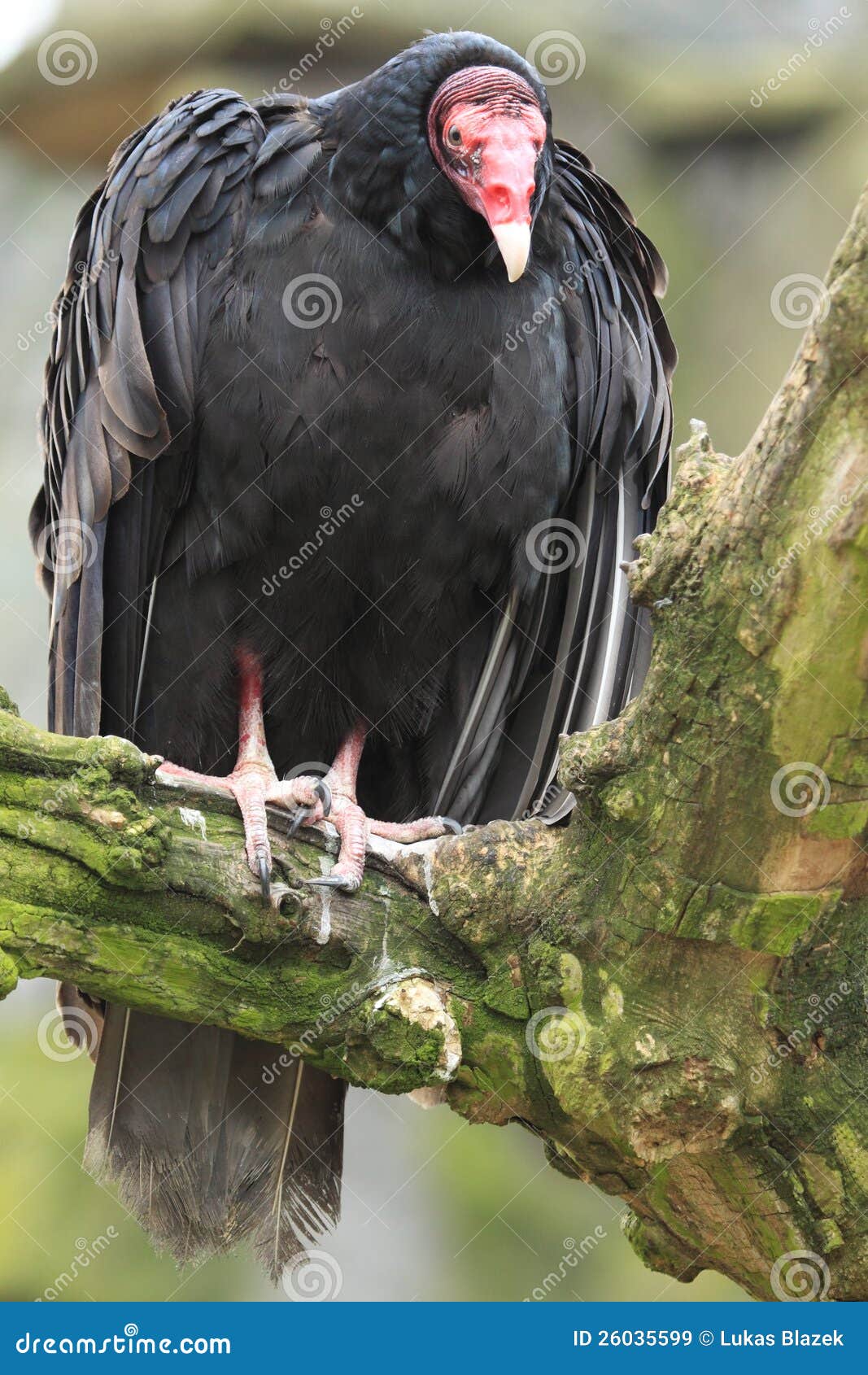 Die Türkei-Geier stockbild. Bild von krähe, bussard, truthahn - 26035599