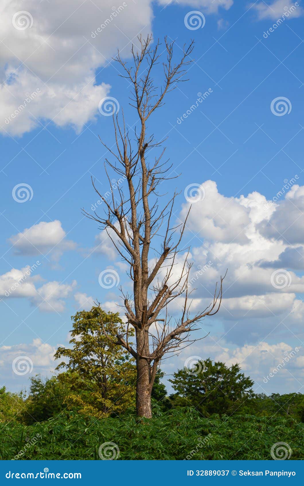 Die tree on cassava field stock image. Image of field - 32889037
