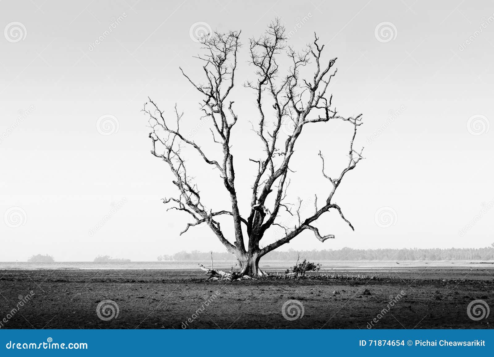 Die tree stock photo. Image of change, environment, concept - 71874654